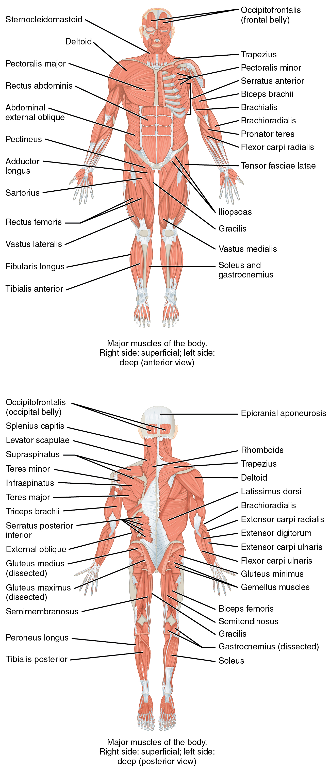 The Top Panel Shows The Anterior View Of The Human Body With The Major 