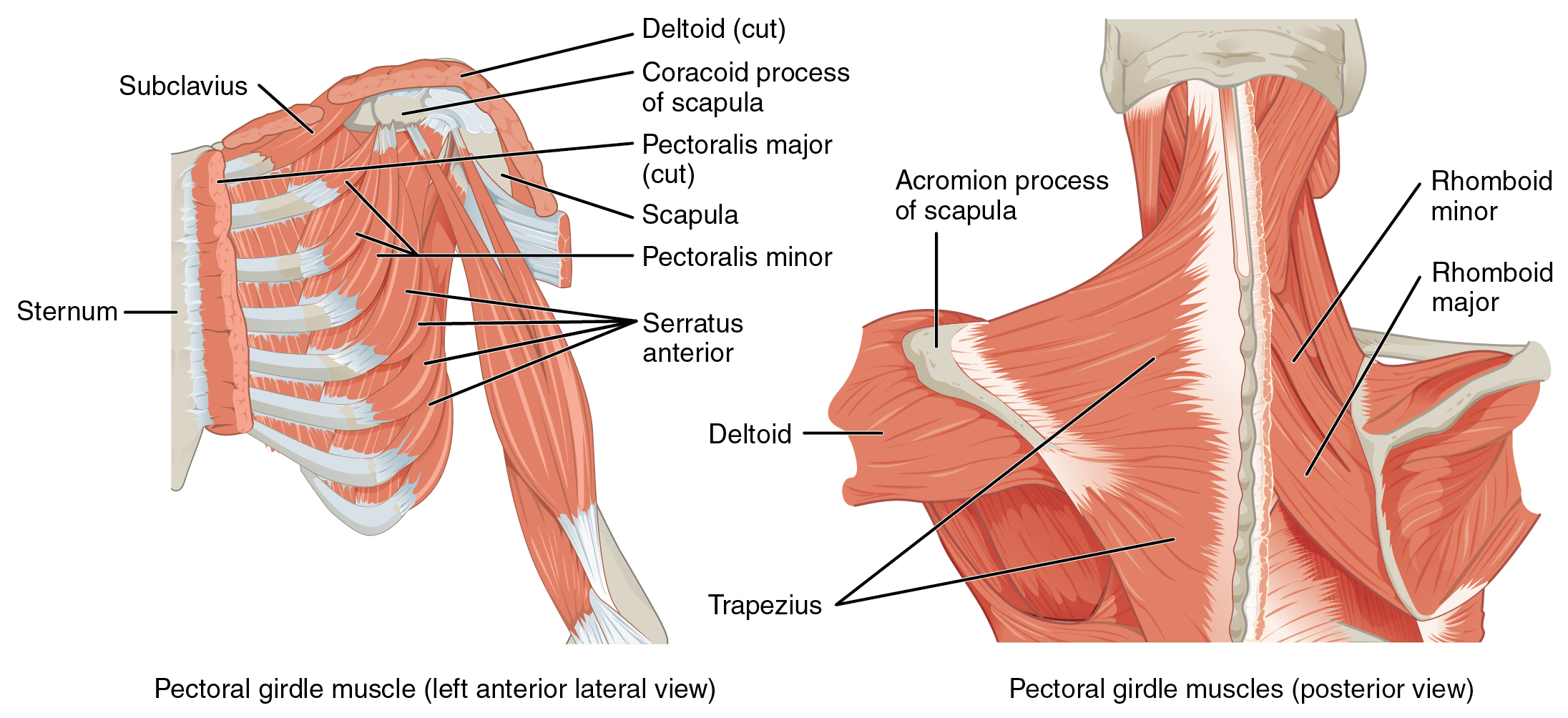 The Left Panel Shows The Anterior Lateral View Of The Pectoral Girdle 