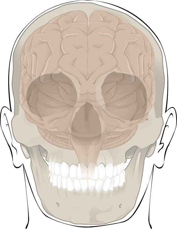 This Illustration Shows How The Cranium Protects And Surrounds The This Illustration Shows How The Cranium Protects And Surrounds The