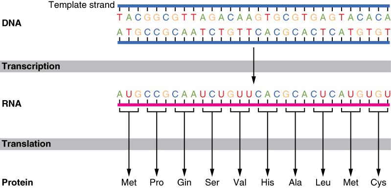 This Diagram Shows The Translation Of RNA Into Proteins A DNA Template 