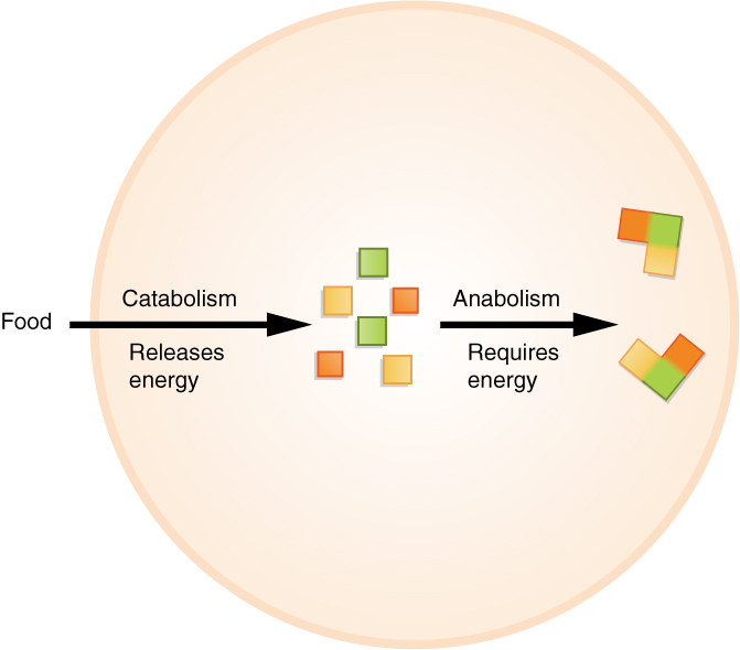 This illustration shows food entering a cell and being broken down into ...