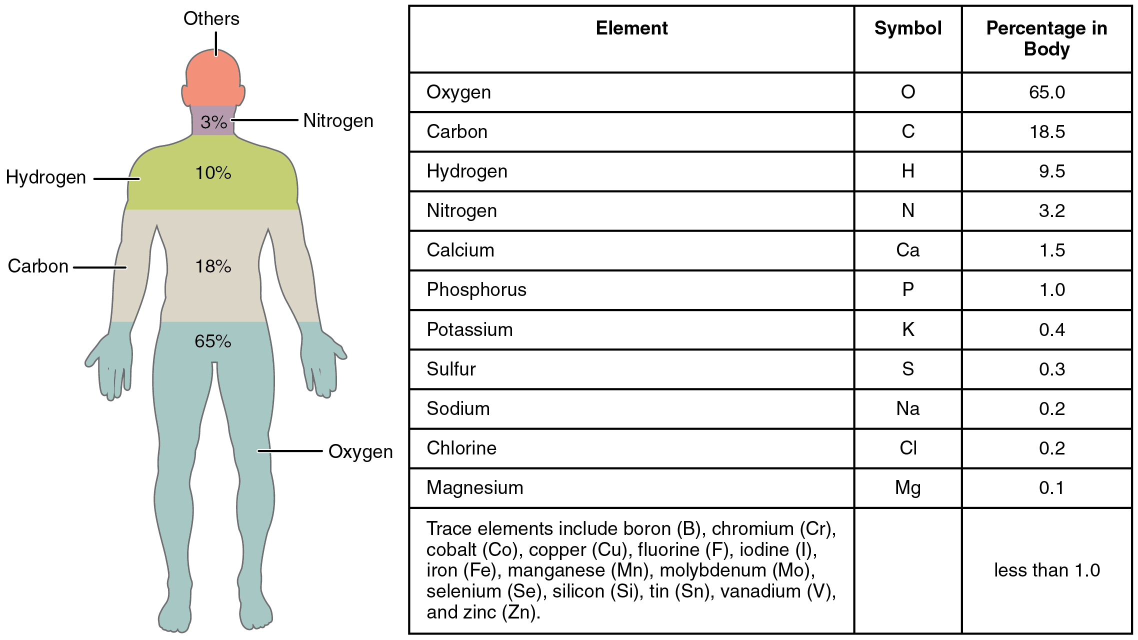 This Figure Shows A Human Body With The Percentage Of The Main Elements