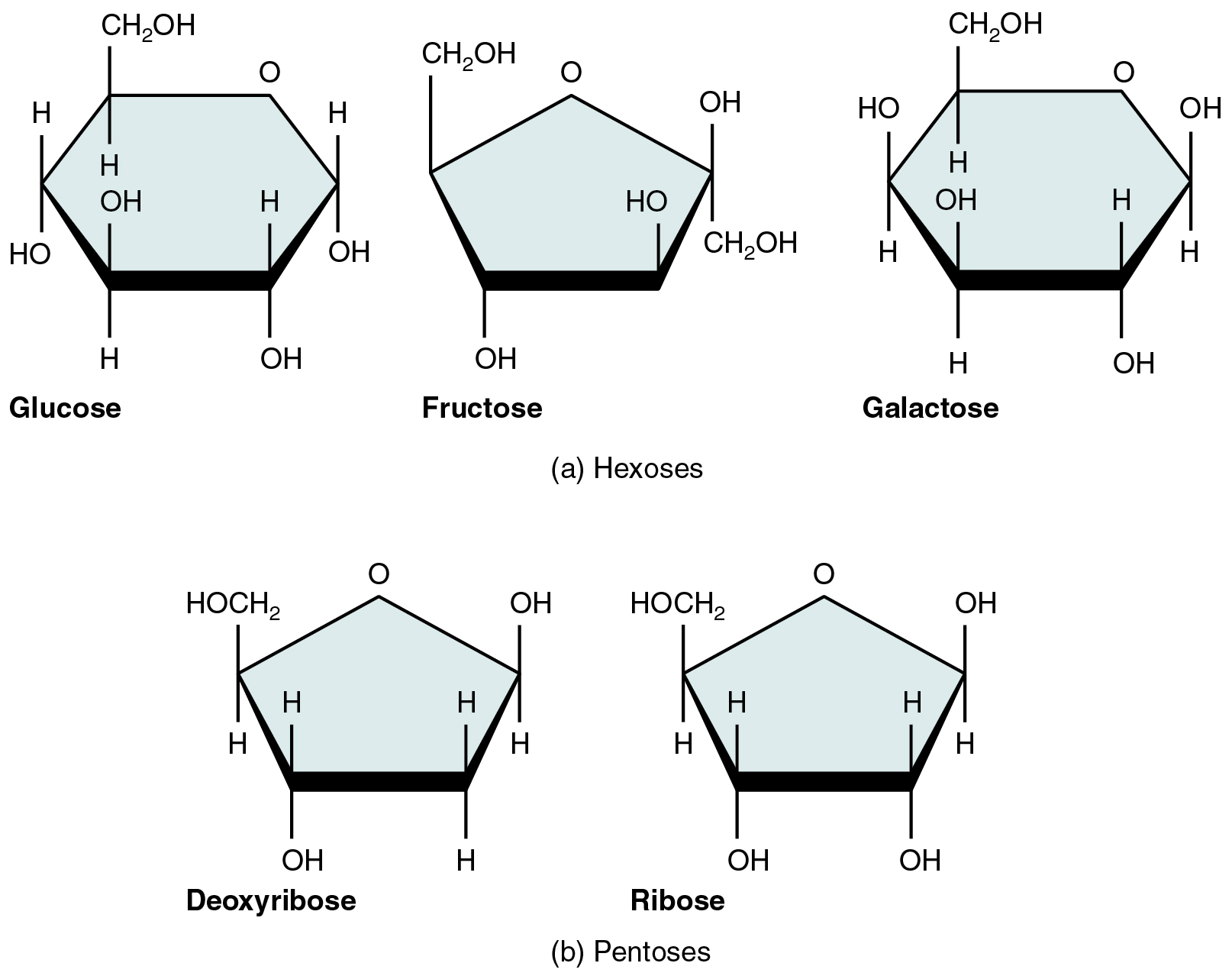 This Figure Shows The Structure Of Glucose Fructose Galactose 