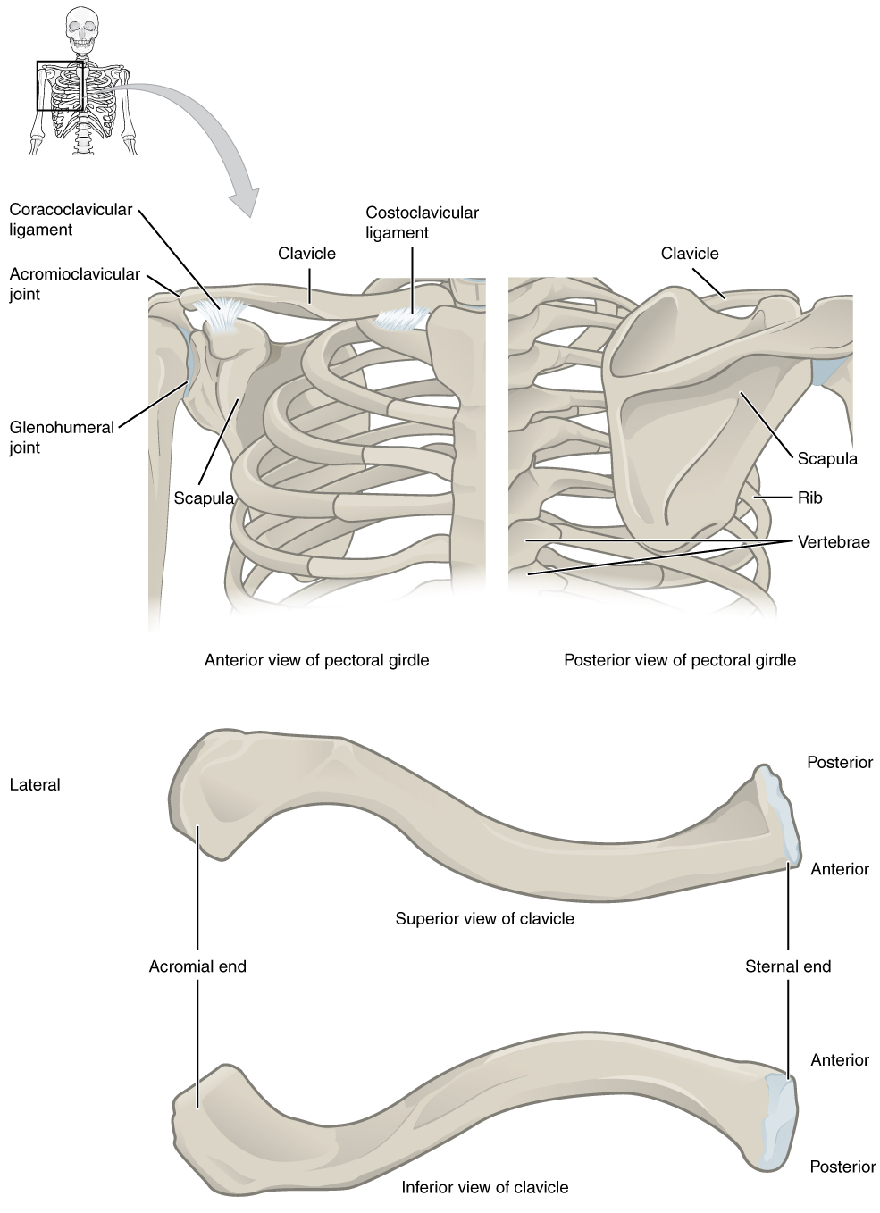 This Figure Shows The Rib Change The Top Left Panel Shows The Anterior